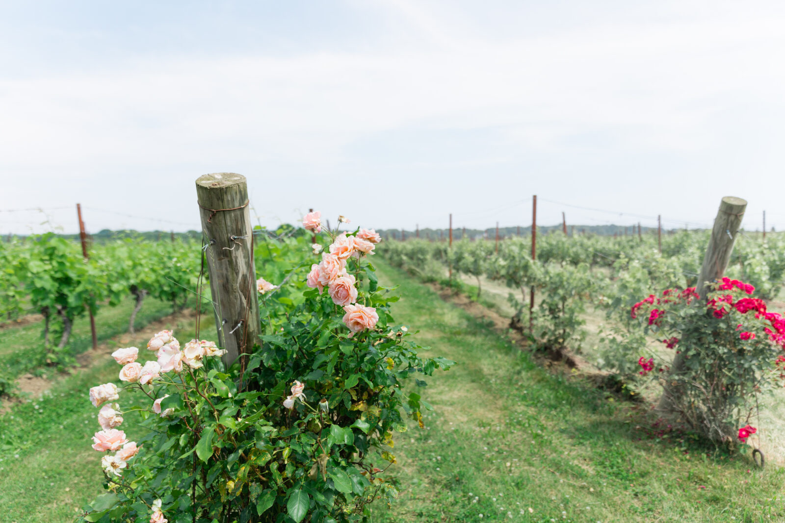 Saltwater Farm Vineyard - Salt and Stone Photography